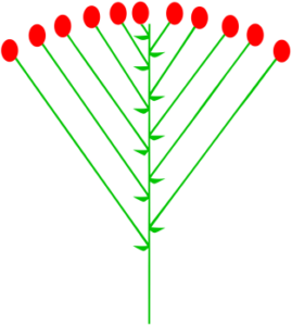 Inflorescence - W3schools