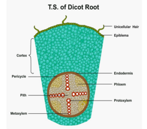 Dicotyledonous Root - W3schools