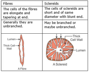 Permanent Tissue - W3schools
