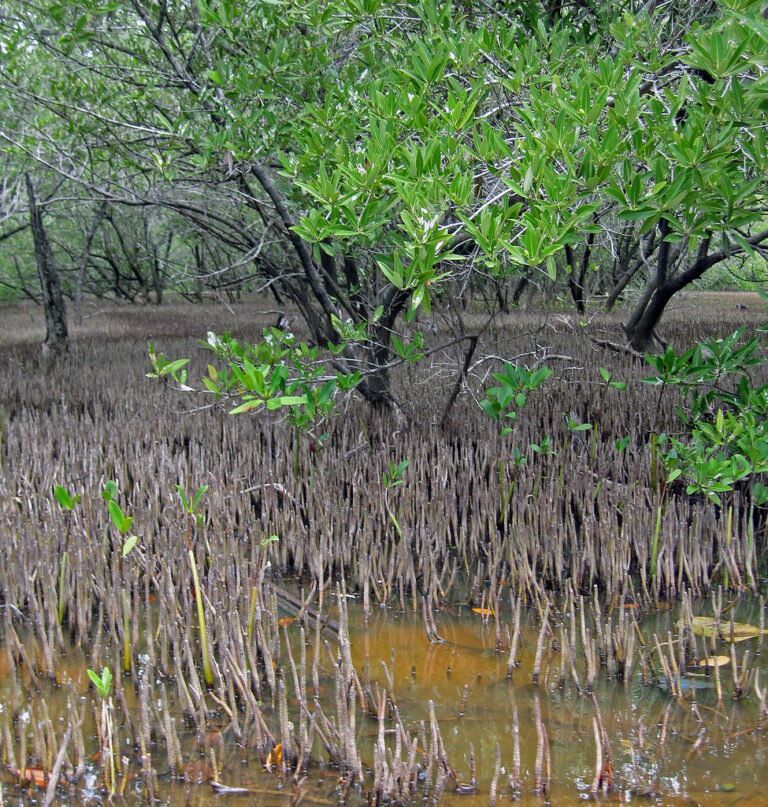 Modifications of Root - W3schools