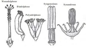 Androecium - W3schools