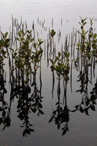 Modifications of Root - W3schools