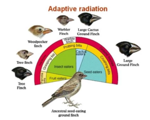 Adaptive Radiation - W3schools