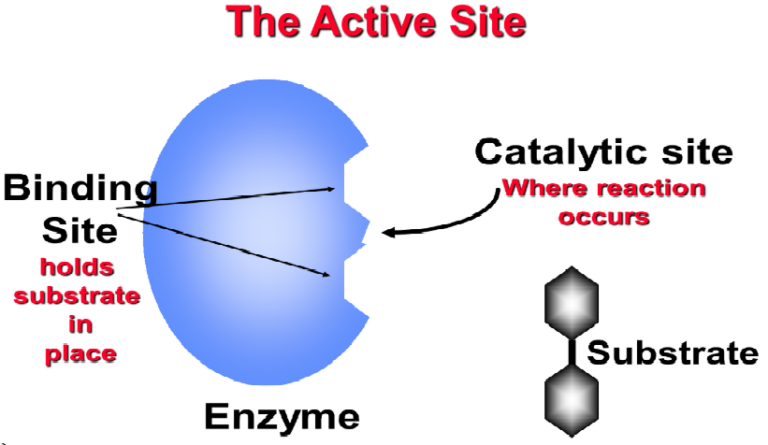Enzyme catalysis and colloidal state - W3schools