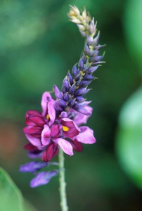 Family Fabaceae (Leguminosae) - W3schools