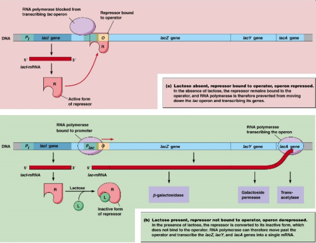 Gene Expression and Regulation - Lac Operon - W3schools