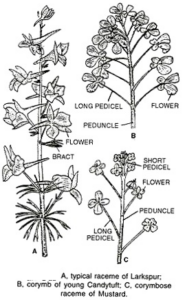 Inflorescence - W3schools