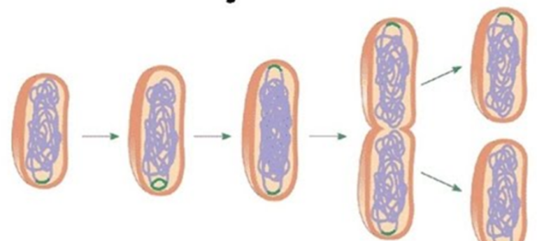 Modes-Binary fission - W3schools