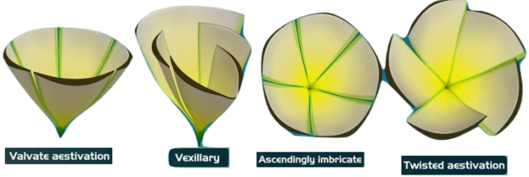 Parts of a Flower - W3schools