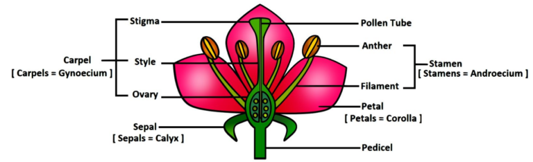 Parts of a Flower - W3schools