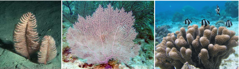 Phylum :Coelenterata (Cnidaria) - W3schools