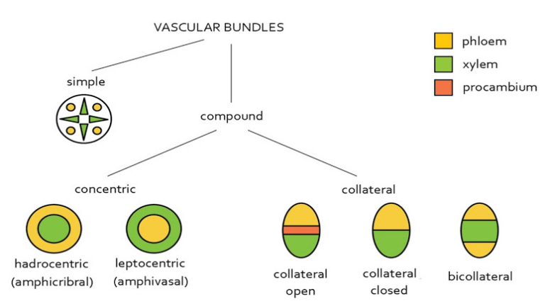 Vascular tissue & Ground Tissue - W3schools