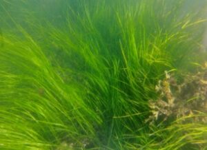 Angiosperms - W3schools