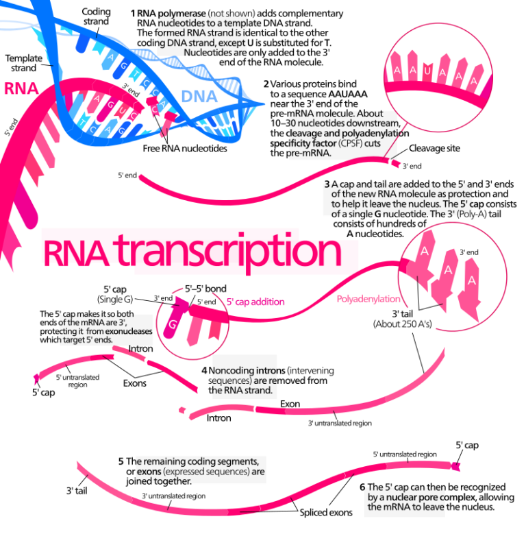Transcription, Genetic Code and Translation - W3schools