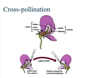 Types of Pollination - W3schools