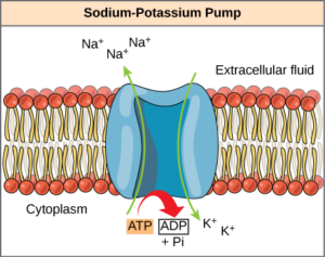 Biological importance of sodium - W3schools