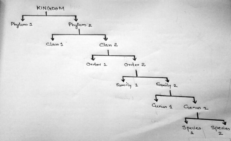 Basic Processes Of Taxonomy W3schools