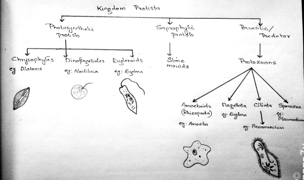 Kingdom Protista W3schools