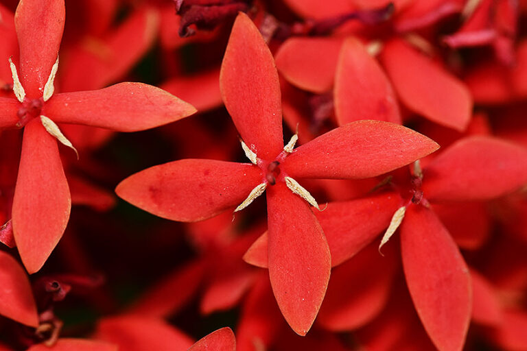 Androecium - W3schools