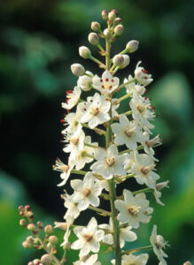 Inflorescence - W3schools