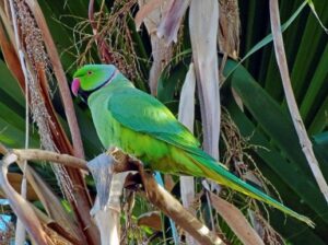 Class : Aves - W3schools