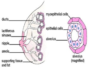 Lactation - W3schools