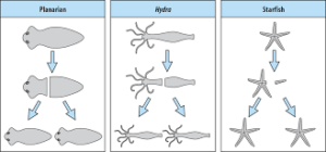 Fragmentation - W3schools