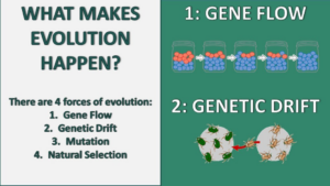 Understanding Gene Flow and Genetic Drift - W3schools