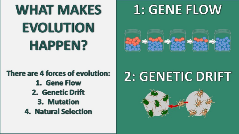 Understanding Gene Flow and Genetic Drift - W3schools