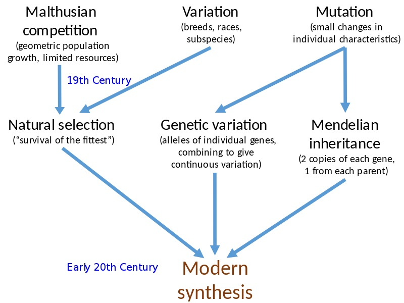 Modern Synthetic Theory of Evolution - W3schools Modern Synthetic Theory of Evolution - W3schools