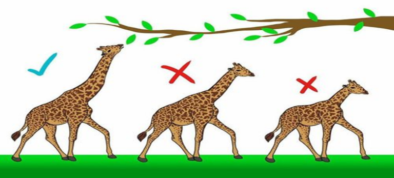 Natural Selection with Examples - W3schools