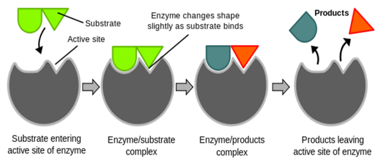 Enzyme catalysis and colloidal state - W3schools
