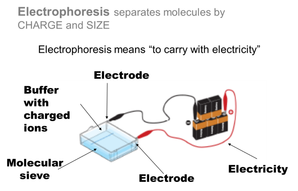 Electrophoresis - W3schools