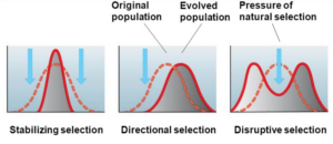 Types of Natural Selection - W3schools