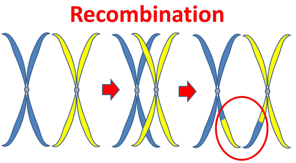 Variation (Mutation and Recombination) - W3schools