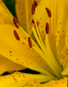 Angiosperms - W3schools