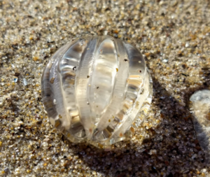 Phylum: Ctenophora - W3schools