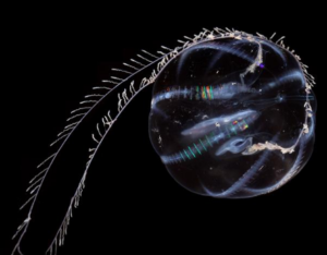 Phylum: Ctenophora - W3schools