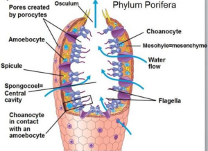 Kingdom Animalia: Classification - W3schools