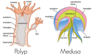 Phylum :Coelenterata (Cnidaria) - W3schools
