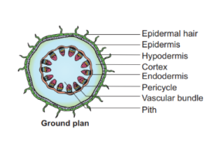 Dicotyledonous Stem - W3schools