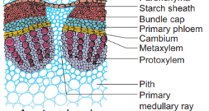 Dicotyledonous Stem - W3schools