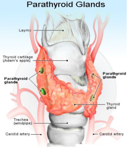 Parathyroid - W3schools