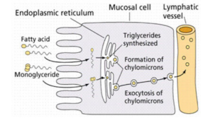 Absorption and Assimilation of Fats - W3schools
