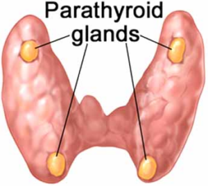 Parathyroid - W3schools