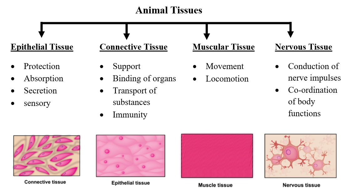 Epithelial Tissues Of The Body Epithelial Tissues Of The Body