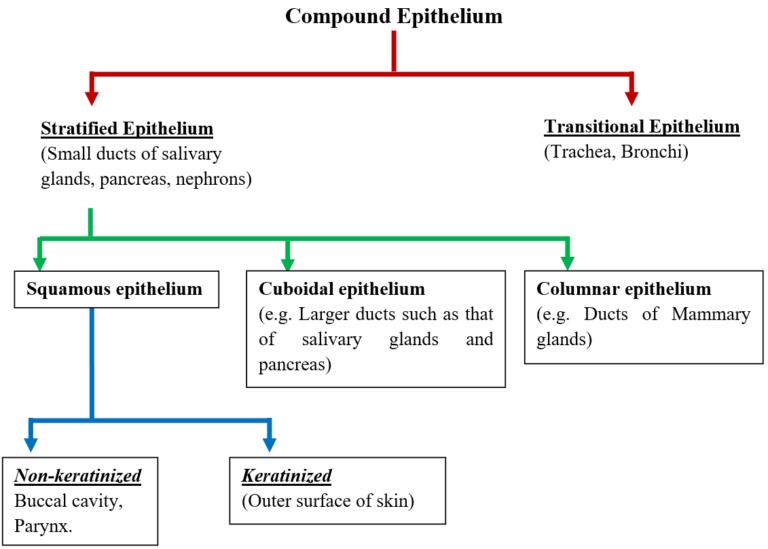 Glandular & Compound Epithelium - W3schools
