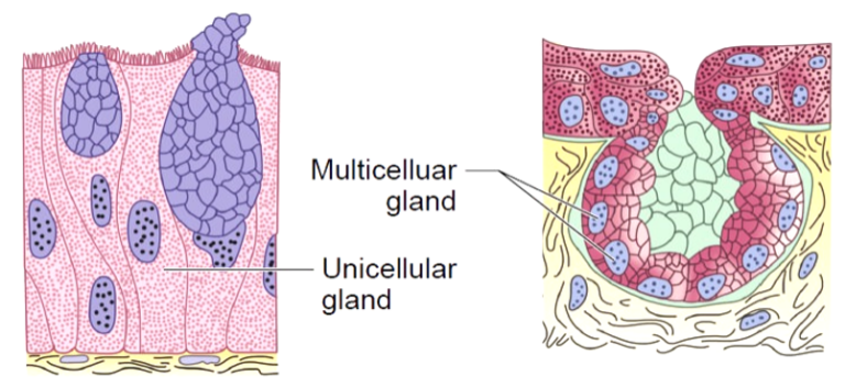 Glandular & Compound Epithelium - W3schools