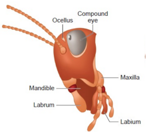 Cockroach Anatomy - W3schools