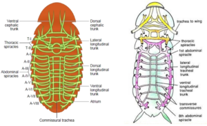 Cockroach Anatomy - W3schools